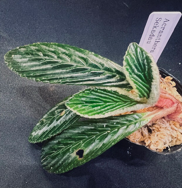 【楽天市場】Acranthera sp.Sekadau：熱帯魚のmishima 楽天市場店