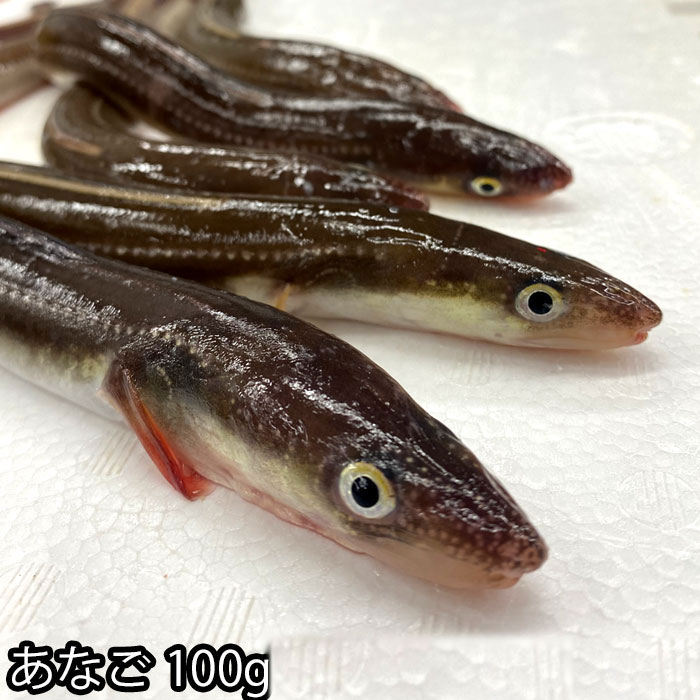 【楽天市場】朝〆 生 穴子 開き 約100gX1尾～50尾 長崎もしくは韓国（冷蔵便） レシピ付き あなご アナゴ 煮穴子 白焼き 穴子丼 ...