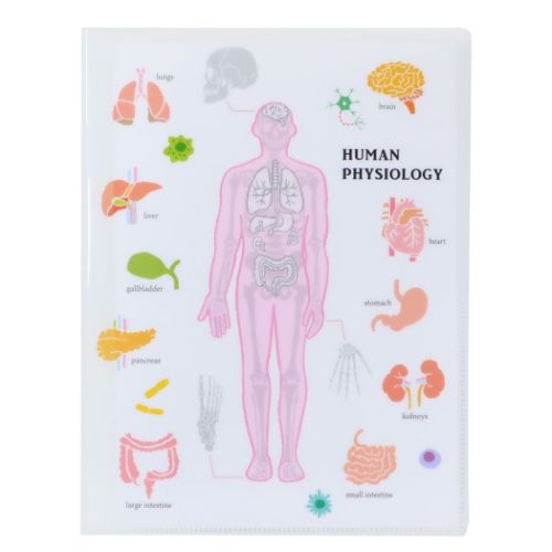 【楽天市場】ポケットファイル STUDY HOLIC A4クリアブックファイル 人類生物学 Green Flash 新学期準備文具 おもしろ雑貨 マシュマロポップ：ガールズ雑貨通販マシュマロポップ