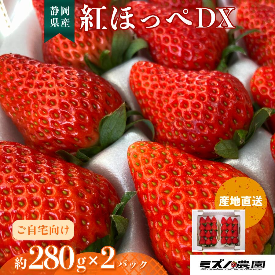 【楽天市場】いちご 紅ほっぺ DX 約560g(280g×2パック) ミズノ農園 静岡県産 苺 イチゴ プレゼント お取り寄せ 旬のフルーツ 果物 手土産 自宅用 産地直送 産直：静岡人 ...