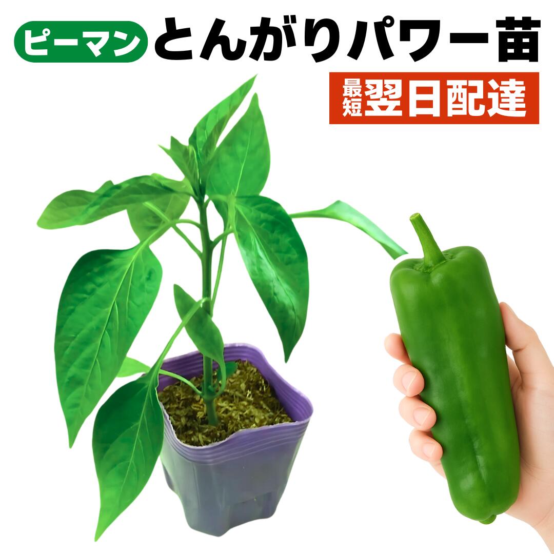 【楽天市場】ピーマン 苗 とんがりパワー ジャンボ 販売 プランター 初心者の方でも育てやすい 家庭菜園 野菜 実生苗 農場直送 9cmポット 送料無料（九州・北海道除く）：モックストア