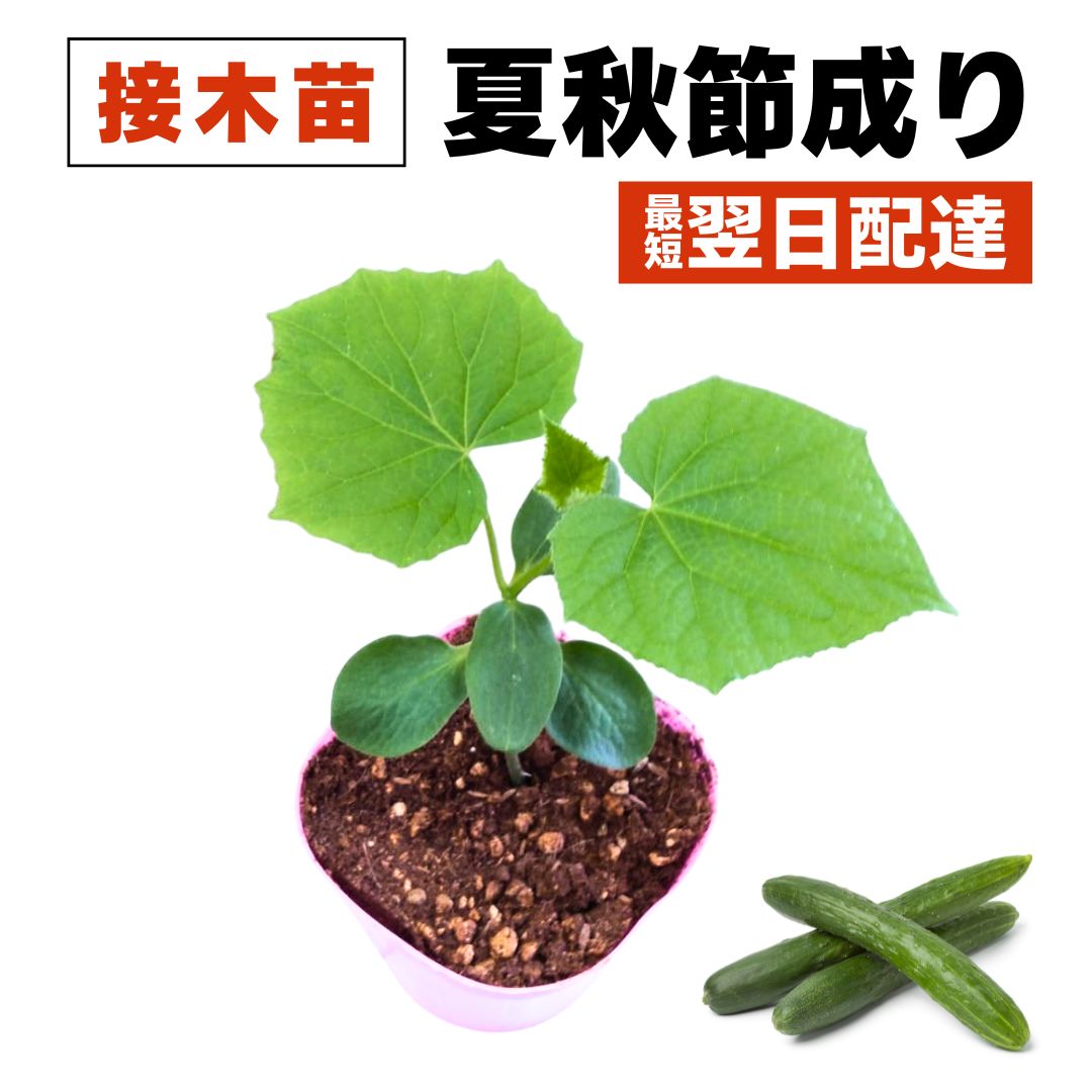 【楽天市場】きゅうり 接木苗 夏秋節成り たくさん実る 夏植え 節成り性 暑さに強い 販売 プランター栽培可能 初心者でも育てやすい 家庭菜園 病気に強い 農場直送 10.5cmポット 1個 ...