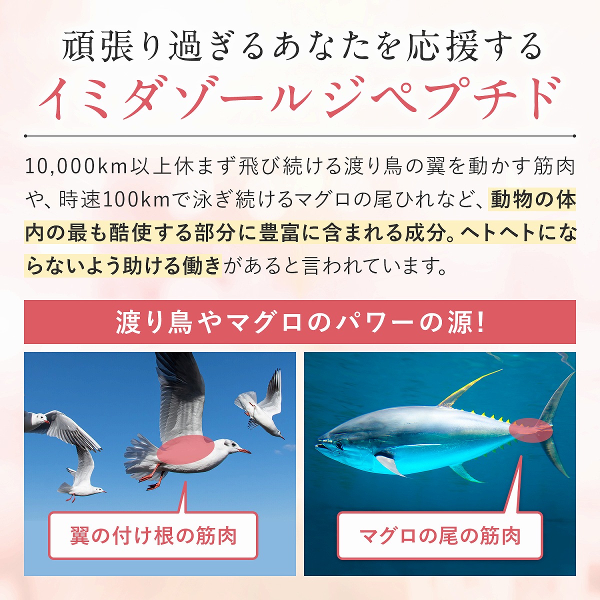 【楽天市場】イミダゾールジペプチド サプリ カプセル サプリメント 国内製造 150mg 90粒 30日 イミダゾール ジ ペプチド 栄養 ...