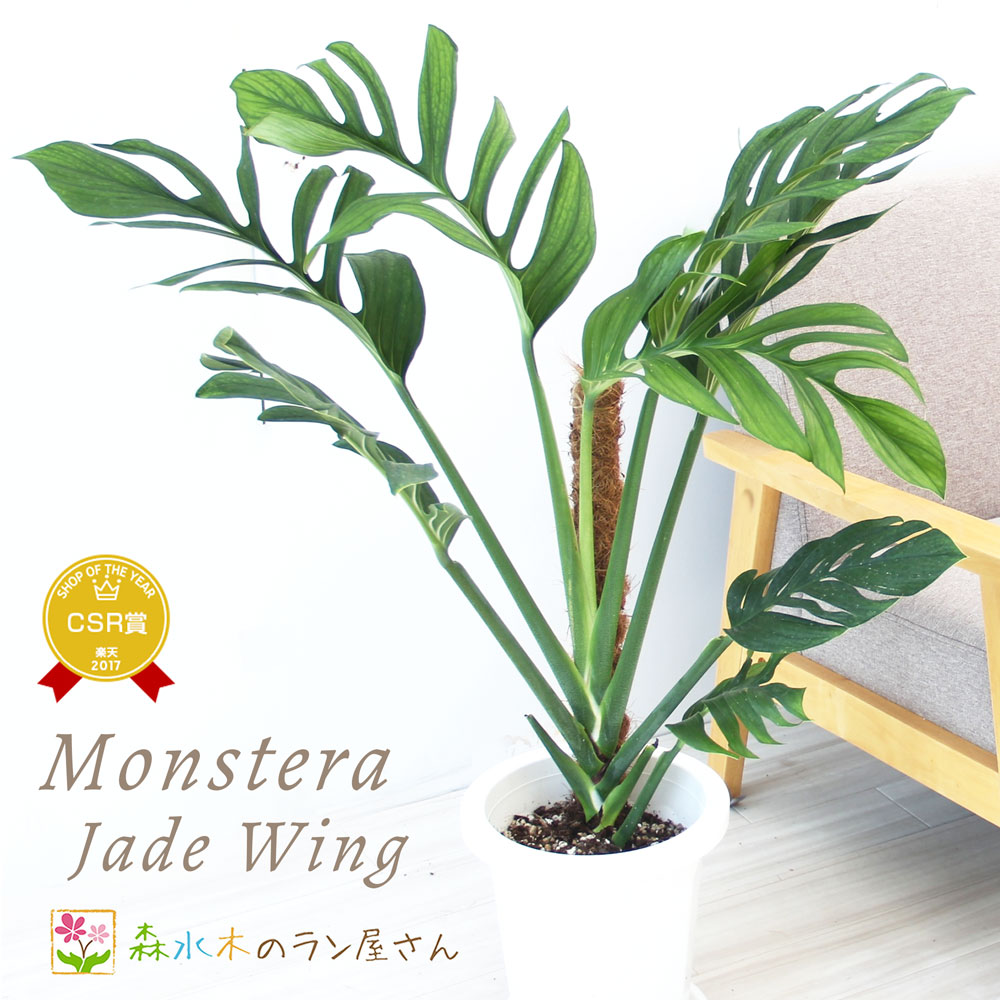 【楽天市場】『モンステラ ジェイドウイング』Monstera ‘Jade Wing’ 8号鉢 繁殖 観葉植物 送料無料 おしゃれグリーン ...