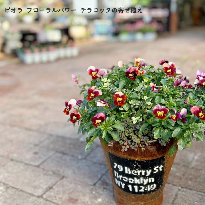 【楽天市場】ビオラ フローラルパワー テラコッタ アカエナ プルプレア パープレア ピットスポルム クラトス リサイクルバケツ 寄せ植え：mson-kobe