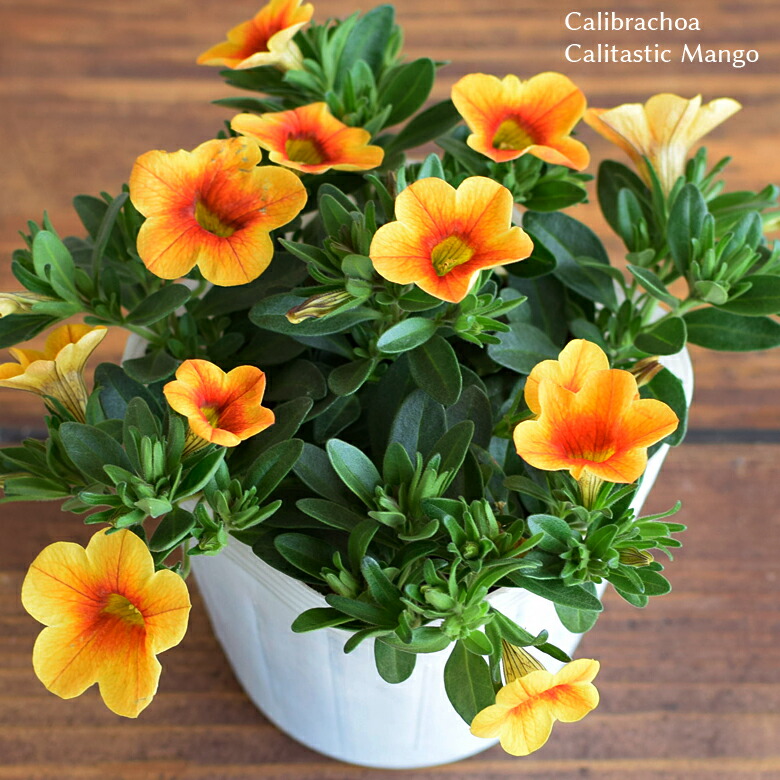 【楽天市場】カリブラコア カリタスティック マンゴー 苗 10.5cmポット 3.5号鉢 Calibrachoa Calitastic ...