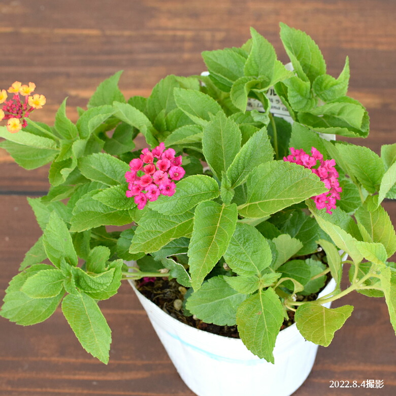 【楽天市場】ランタナ ブルーミファイ ローズ 苗 10.5cmポット 3.5号鉢 Lantana Bloomify Rose エム・アンド ...