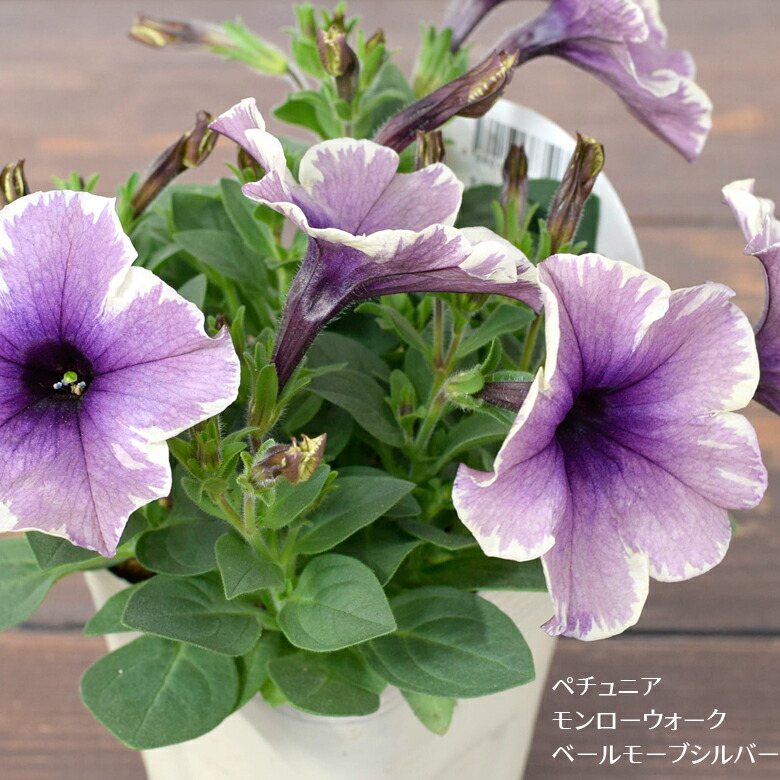 【楽天市場】ペチュニア モンローウォーク ベールモーブシルバー 苗 10.5cmポット 3.5号鉢 Petunia：mson-kobe