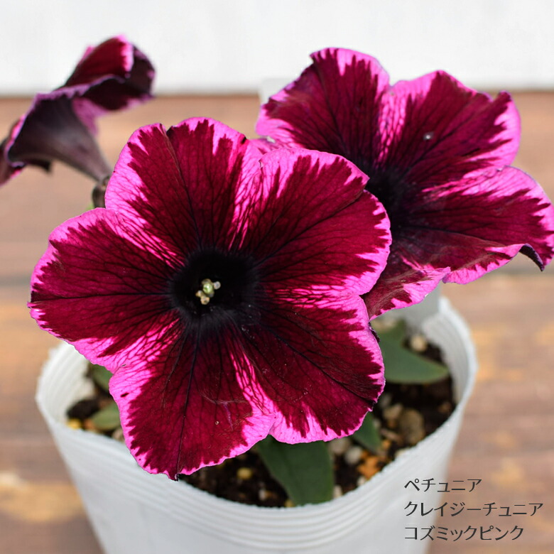 【楽天市場】大輪系 ペチュニア クレイジーチュニア コズミックピンク 苗 10.5cmポット 3.5号鉢 Petunia ウエストホフ社：mson-kobe