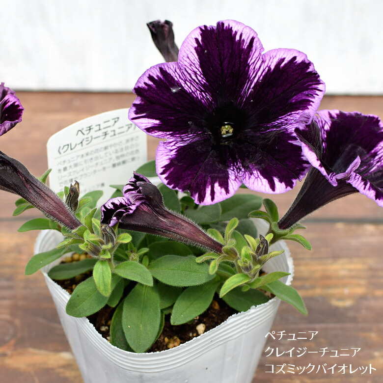 【楽天市場】大輪系 ペチュニア クレイジーチュニア コズミックバイオレット 苗 10.5cmポット 3.5号鉢 Petunia ウエストホフ社：mson-kobe
