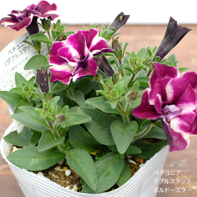 【楽天市場】ペチュニア ダブルスタッフ ボルドースター 苗 10.5cmポット 3.5号鉢 八重咲き：mson-kobe