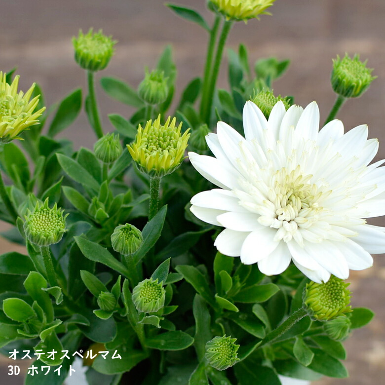 【楽天市場】八重咲 オステオスペルマム 苗 3D ホワイト 10.5cmポット 3.5号鉢 寄せ植え Osteospermum 八重咲き：mson-kobe