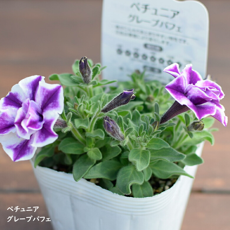 【楽天市場】八重咲き ペチュニア グレープパフェ 苗 10.5cmポット 3.5号鉢 Petunia タキイ：mson-kobe