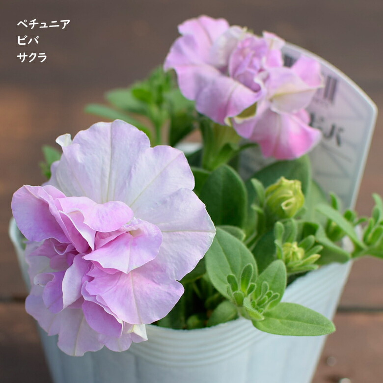【楽天市場】ペチュニア ビバシリーズ サクラ 苗 10.5cmポット 八重咲き 3.5号鉢 Petunia Viva HIJフジフローラ：mson-kobe