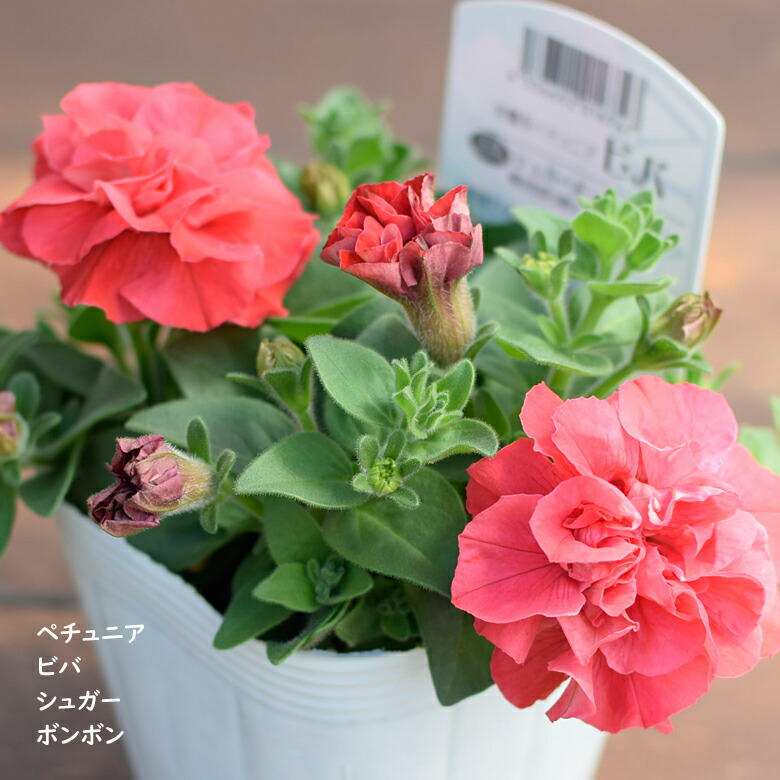 【楽天市場】ペチュニア ビバシリーズ シュガー ボンボン 苗 10.5cmポット 八重咲き 3.5号鉢 Petunia Viva HIJフジフローラ：mson-kobe