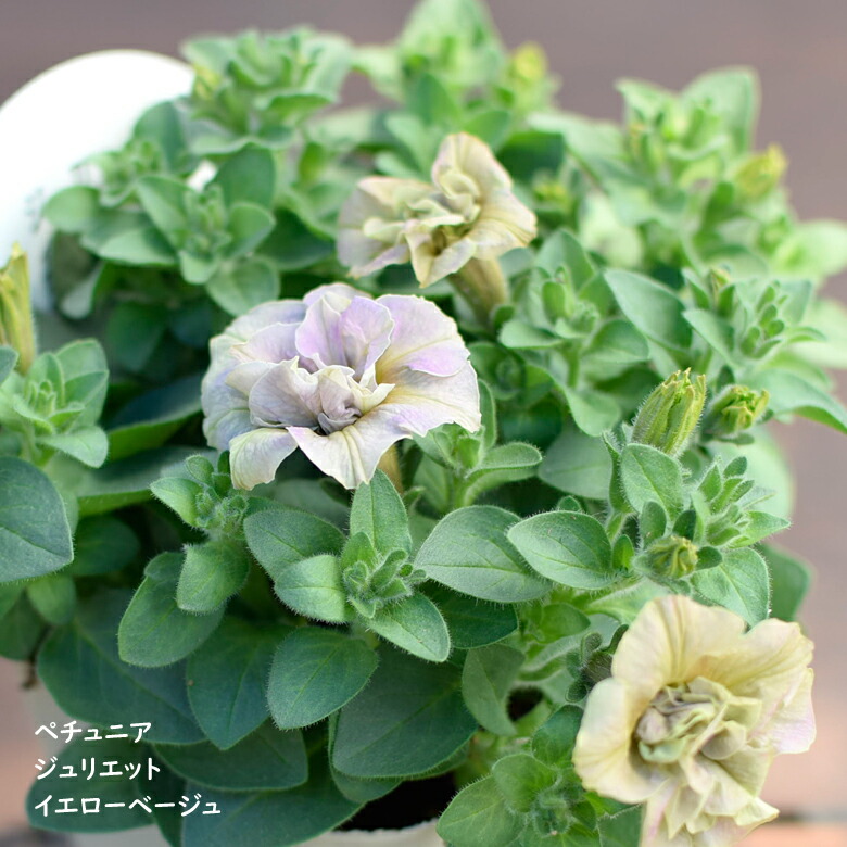 【楽天市場】ペチュニア ジュリエット イエローベージュ 苗 10.5cmポット 3.5号鉢 Petunia Juliet 八重咲き：mson-kobe