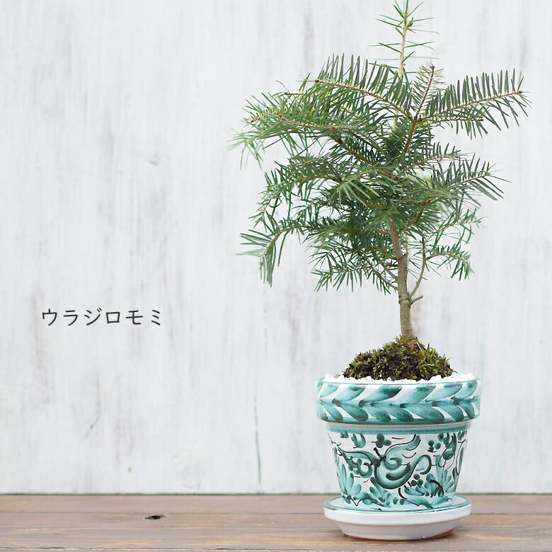 【楽天市場】もみの木 ウラジロモミ 鉢植え 14cm スペイン製鉢 陶器：mson-kobe