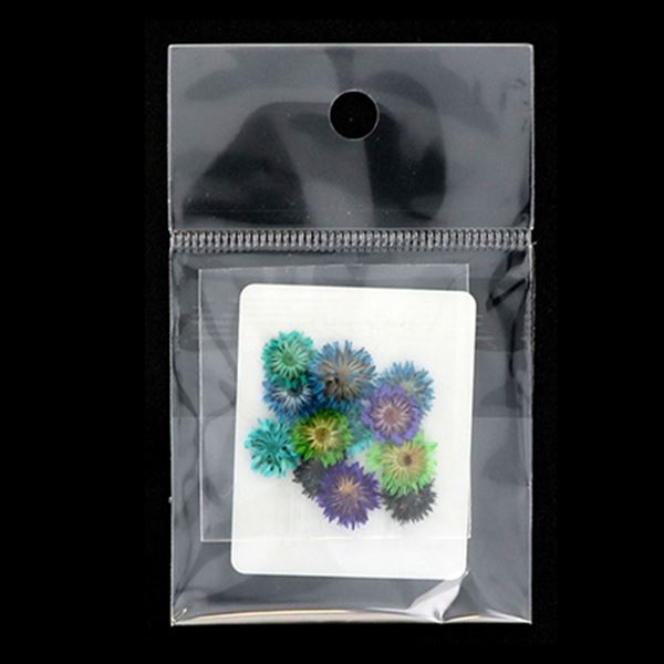 【楽天市場】B.N. ドライフラワー ヤマハハコ ブルー SDF-3：ネイル用品 nailstudy