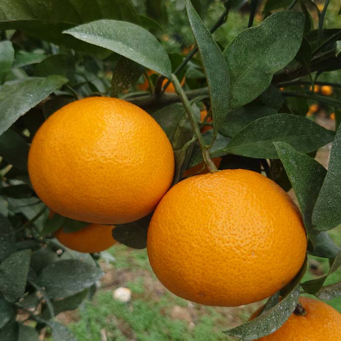 【楽天市場】愛媛 中島産 プリンセス 小玉 5kg S～2Sサイズ 訳あり 紅プリンセスと同品種 紅まどんなと甘平の交配種 愛媛果試第48号 愛果48号 はるあいか：中島みかん農園