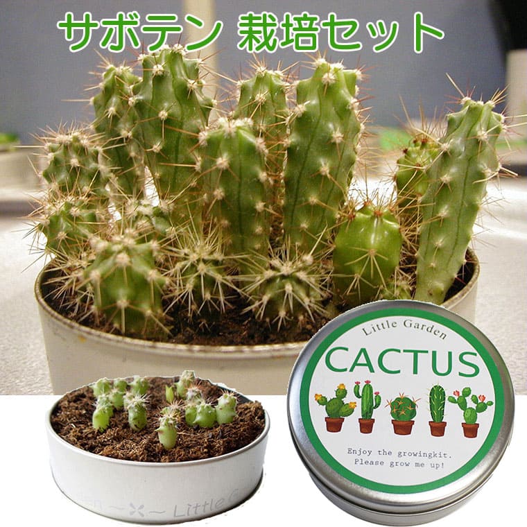 【楽天市場】サボテン ミニサボテン cactus 栽培セット 栽培キット 缶入り 多種類 ミニ ミニガーデン 多肉植物 室内 苗 家庭菜園 ...