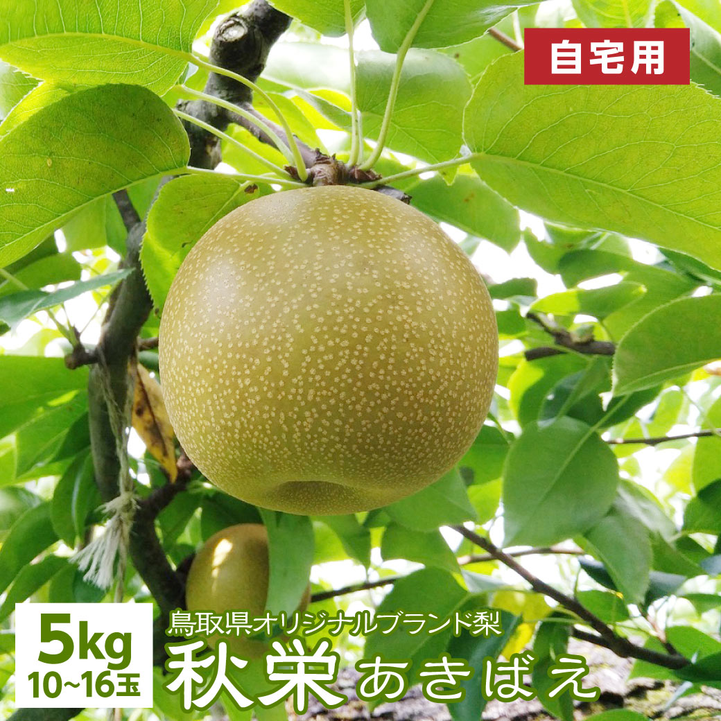 【楽天市場】梨 【8月下旬出荷】 訳あり 秋栄 5kg 10~16玉入 鳥取県産 梨 あきばえ 自宅用 送料無料（北海道・沖縄を除く）：和柄Tシャツ 【nesnoo】