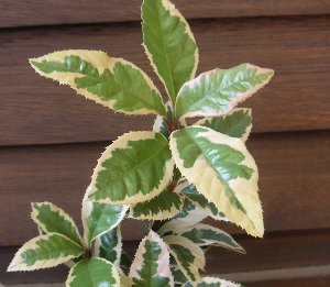 【楽天市場】斑入りヤブコウジ 白王冠：日本花卉ガーデンセンター annex