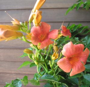 【楽天市場】ノウゼンカズラ（オレンジ） 鉢植え：日本花卉ガーデンセンター annex