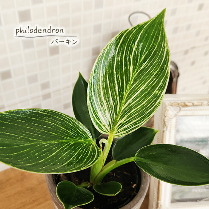 【楽天市場】観葉植物 フィロデンドロン バーキン 7.5cmポット 観葉植物 小型 小さい 室内 贈り物 プレゼント インテリア おしゃれ むらかみ園芸 mef：フラワーネット 日本花キ流通