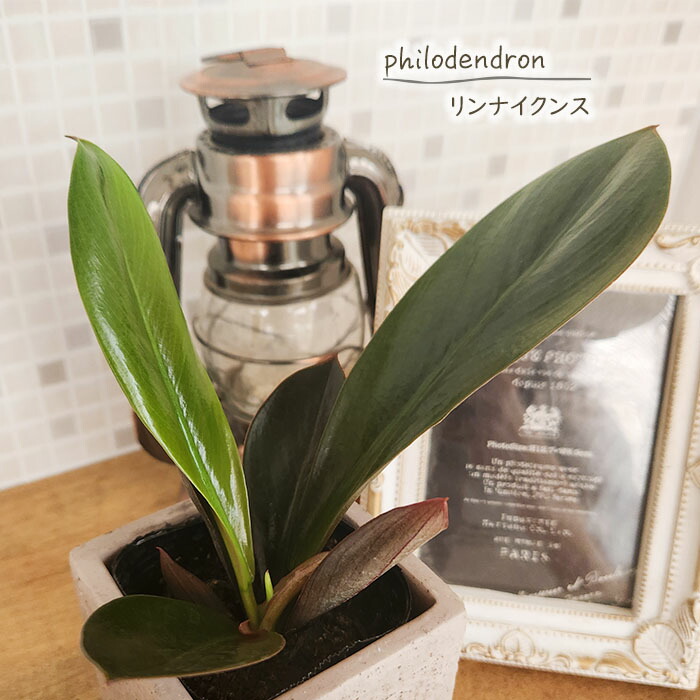 【楽天市場】観葉植物 フィロデンドロン リンナイクンス 7.5cmポット 観葉植物 小型 小さい 室内 贈り物 プレゼント インテリア おしゃれ むらかみ園芸 mef：フラワーネット 日本花キ流通