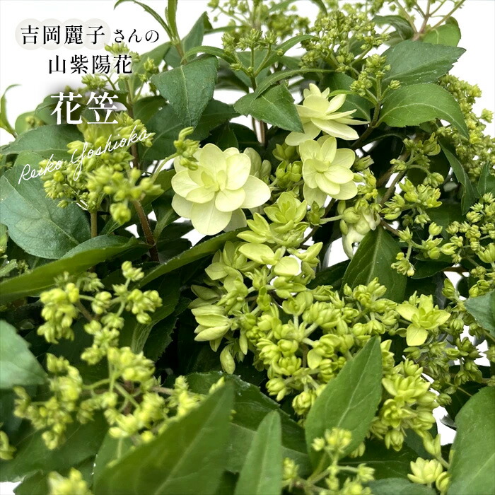 【楽天市場】予約販売 吉岡麗子さんの山アジサイ 花笠 9cmポット ぽじさい 苗 花苗 苗木 山あじさい ヤマアジサイ 山紫陽花 yos 10月下旬以降発送：フラワーネット 日本花キ流通