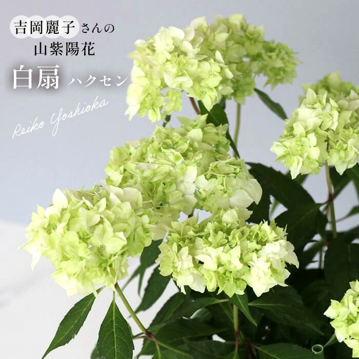 【楽天市場】予約販売 吉岡麗子さんの山アジサイ 白扇 ハクセン 9cmポット ぽじさい 苗 花苗 苗木 山あじさい ヤマアジサイ 山紫陽花 yos 10月下旬以降発送：フラワーネット 日本花キ流通