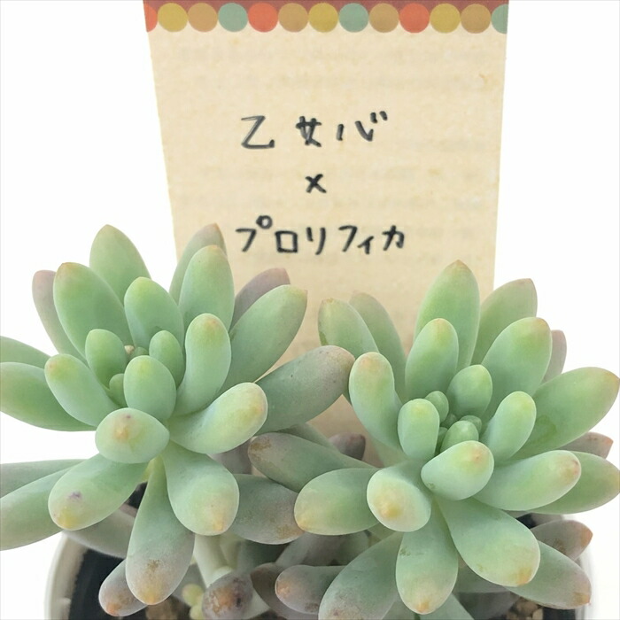 【楽天市場】多肉植物 kthセデベリア 乙女心×プロリフィカ 多肉植物 セデベリア 6cmポット 古都の葉さんの苗：フラワーネット 日本花キ流通