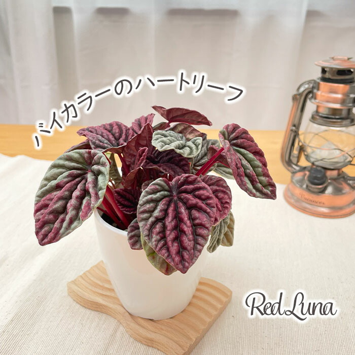 楽天市場】観葉植物 ポトス テルノ No.028 ランコントル 5号鉢 楽天市場】観葉植物 ポトス テルノ No.028 ランコントル 5号鉢