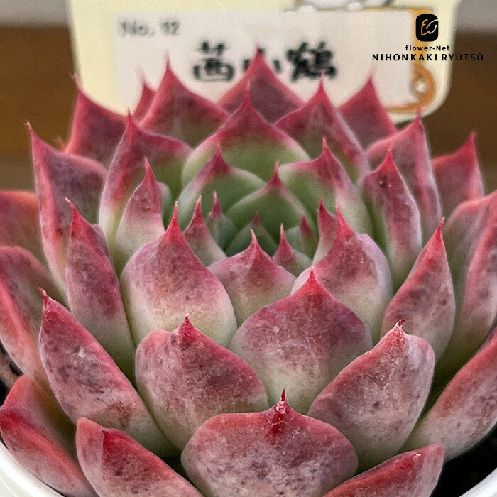 【楽天市場】多肉植物 PAL nae セレクション No.012 茜小鶴 多肉植物 パルクさん苗 送料無料 エケベリア 6cmポット 【お一人 ...