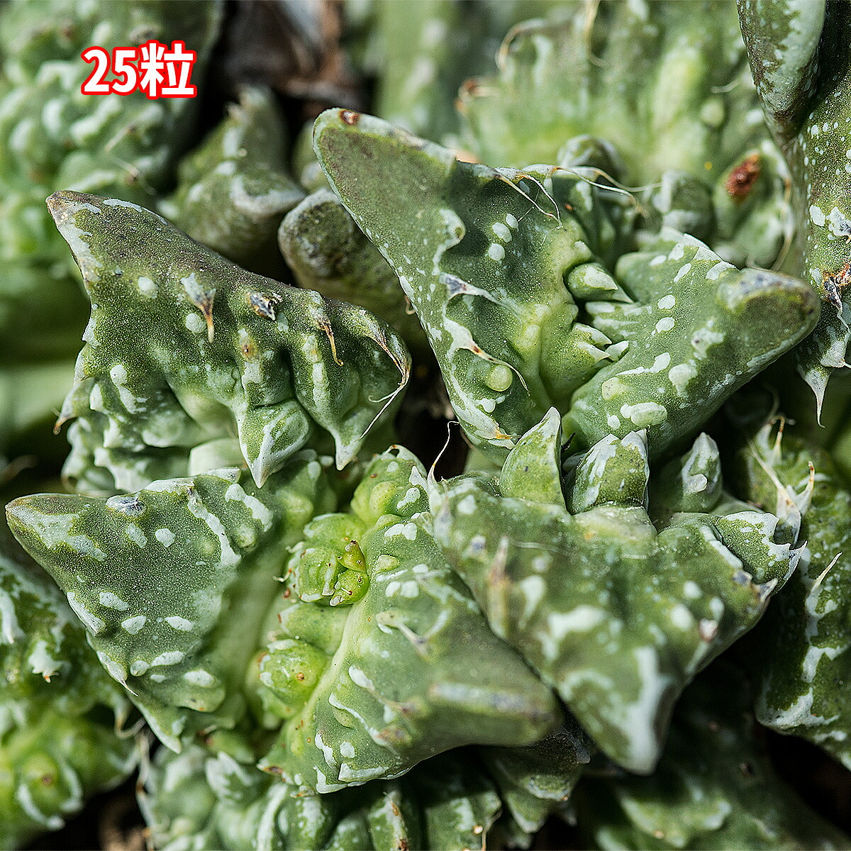 【楽天市場】フォーカリア 怒涛 どとう（Faucaria Dotou Super Warty）自家採種25粒 30カウント 実生・栽培方法付 ...