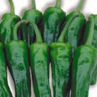 【楽天市場】ピーマン 種 【 ししピー 】 実咲小袋 ( ピーマンの種 )：【菜園くらぶ】家庭菜園の専門店