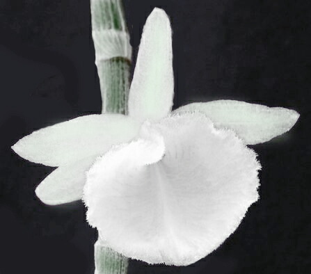 【楽天市場】Den.polyanthum fma album x Selfデンドロビューム属ポリアンサム アルバム：野中洋蘭園