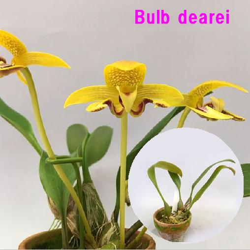 【楽天市場】Bulb deareiバルボフィラム属 デアレイ：野中洋蘭園