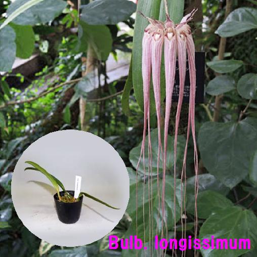 【楽天市場】Bulb. longissimumバルボフィラム属ロンギッシマム：野中洋蘭園