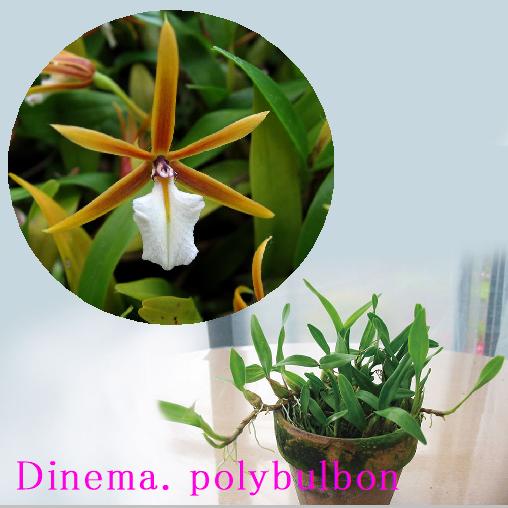 【楽天市場】Dinema. polybulbonディネマ属ポリブルボン：野中洋蘭園