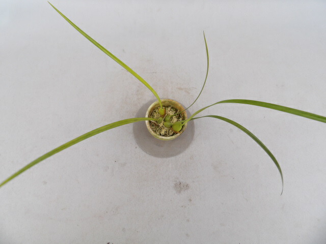 【楽天市場】Max.tenuifoliaマキシラリア属．テヌイフォリア：野中洋蘭園