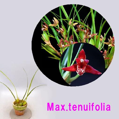 【楽天市場】Max.tenuifoliaマキシラリア属．テヌイフォリア：野中洋蘭園