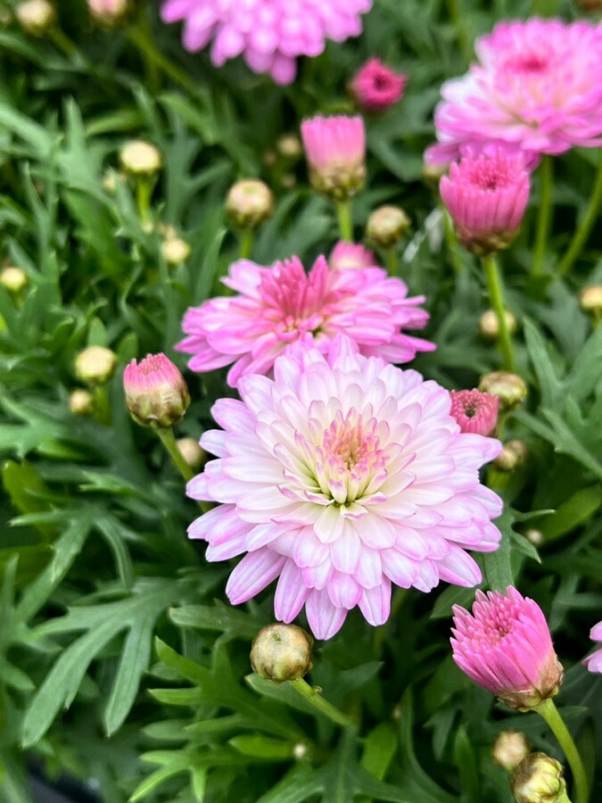 【楽天市場】八重咲きマーガレット 'さくらスフレ' 多年草：大神ファーム