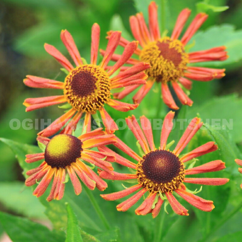 【楽天市場】ヘレニウム ‘ロイスダー ウィック’：おぎはら植物園