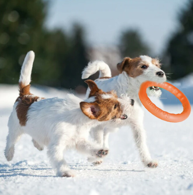 【楽天市場】PitchDog Ring ピッチドッグ 17リング《オレンジ》犬の知育玩具 おもちゃ【追跡可能メール便でお届け】：ワンにゃん ...
