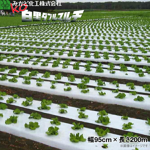 【楽天市場】みかど化工 KO白黒ダブルマルチ （KOWB） 厚み0.025mm 幅95cm×長さ200m 無孔 3本セット：農薬・資材・農機の ...
