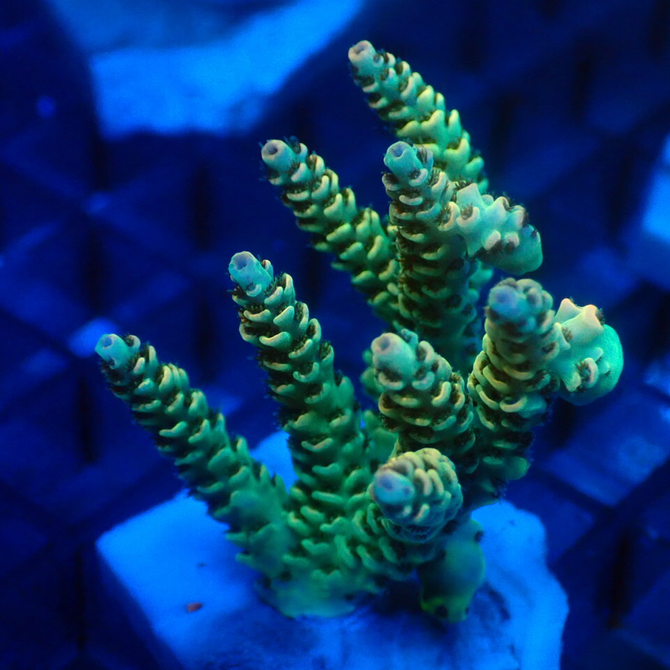 【楽天市場】CCブリード【Acropora Selago Yellow】0530ZO LPS SPS サンゴ コーラル 海水：CENTRALCORAL