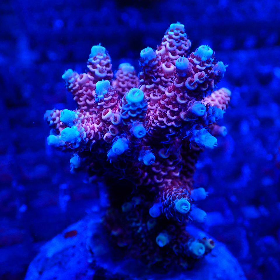 【楽天市場】インドネシアブリード【 ハイマツ Red 】現物 0109026 ミドリイシ サンゴ LPS SPS コーラル 海水 ...