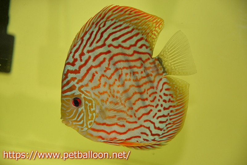 【楽天市場】【ディスカス】アルタムレッドターコイズ（ハイフォーム）【個体販売】15-16cm （生体）マレーシア KLディスカスファーム ...