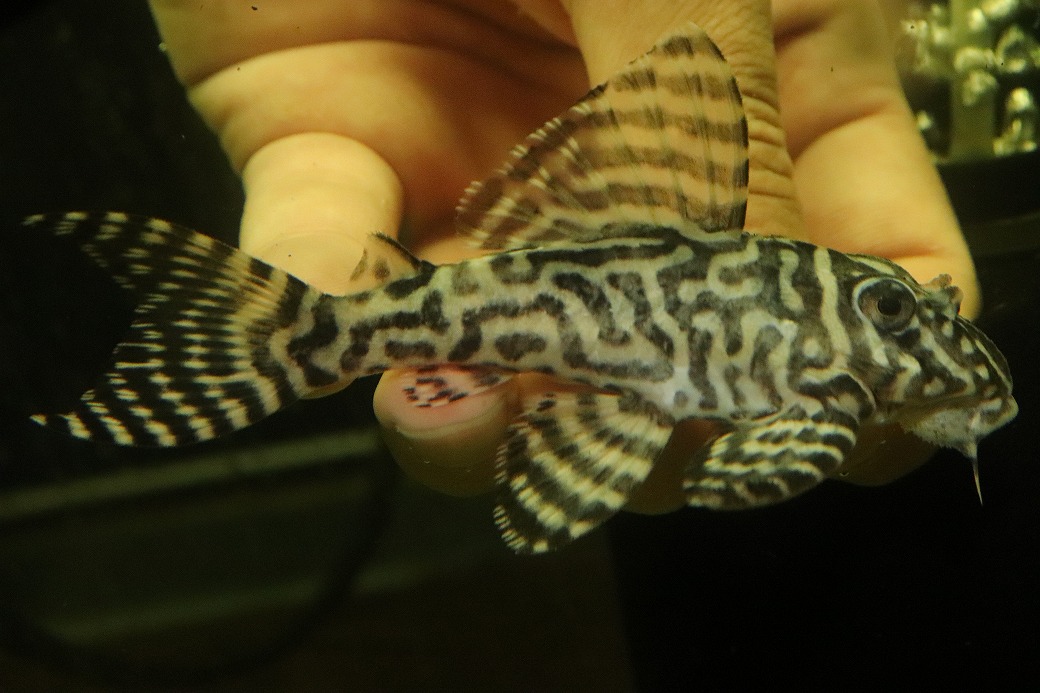 【楽天市場】【淡水魚】【通販】キンペコ(ダンプティL333SP・JUN×L333ワイルド Gstyle CF血統)【個体販売】（生体）（熱帯魚 ...